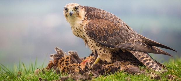 Cuib de şoim dunărean supravegheat cu o cameră video, în premieră ...
